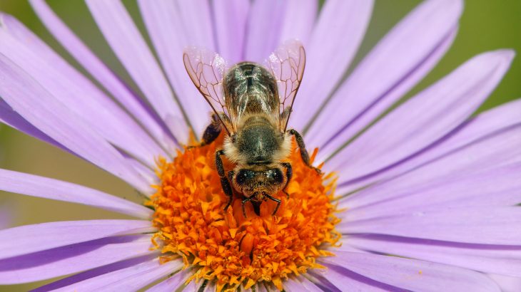 Australian bees adapted their vision to forage at night • Earth.com