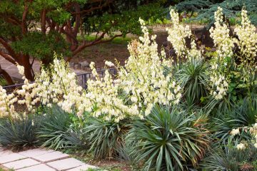 How to Get Your Yucca Plant to Flower - Earth.com - Earthpedia