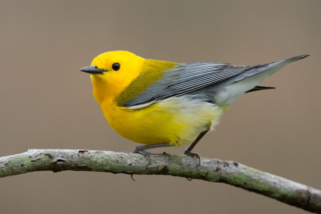 Scientists explore why and where birds molt their feathers • Earth.com