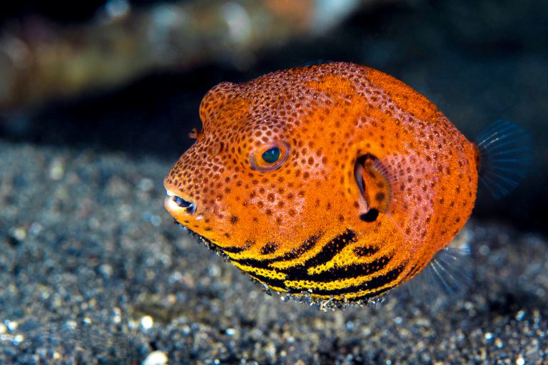 Where Do Pufferfish Live? - Earth.com - Earthpedia