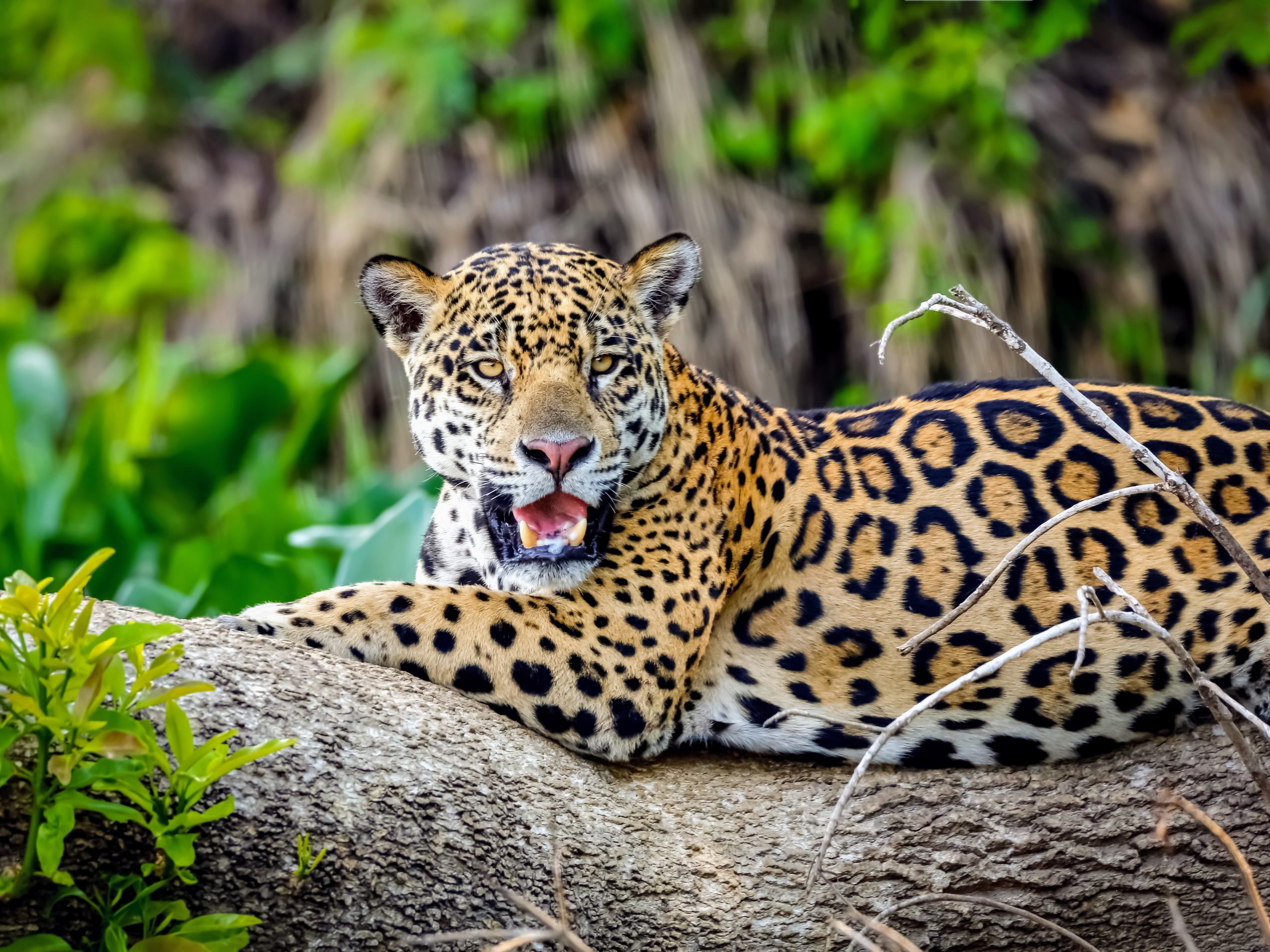 Mammal defaunation is wiping out valuable ecosystem services - Earth.com