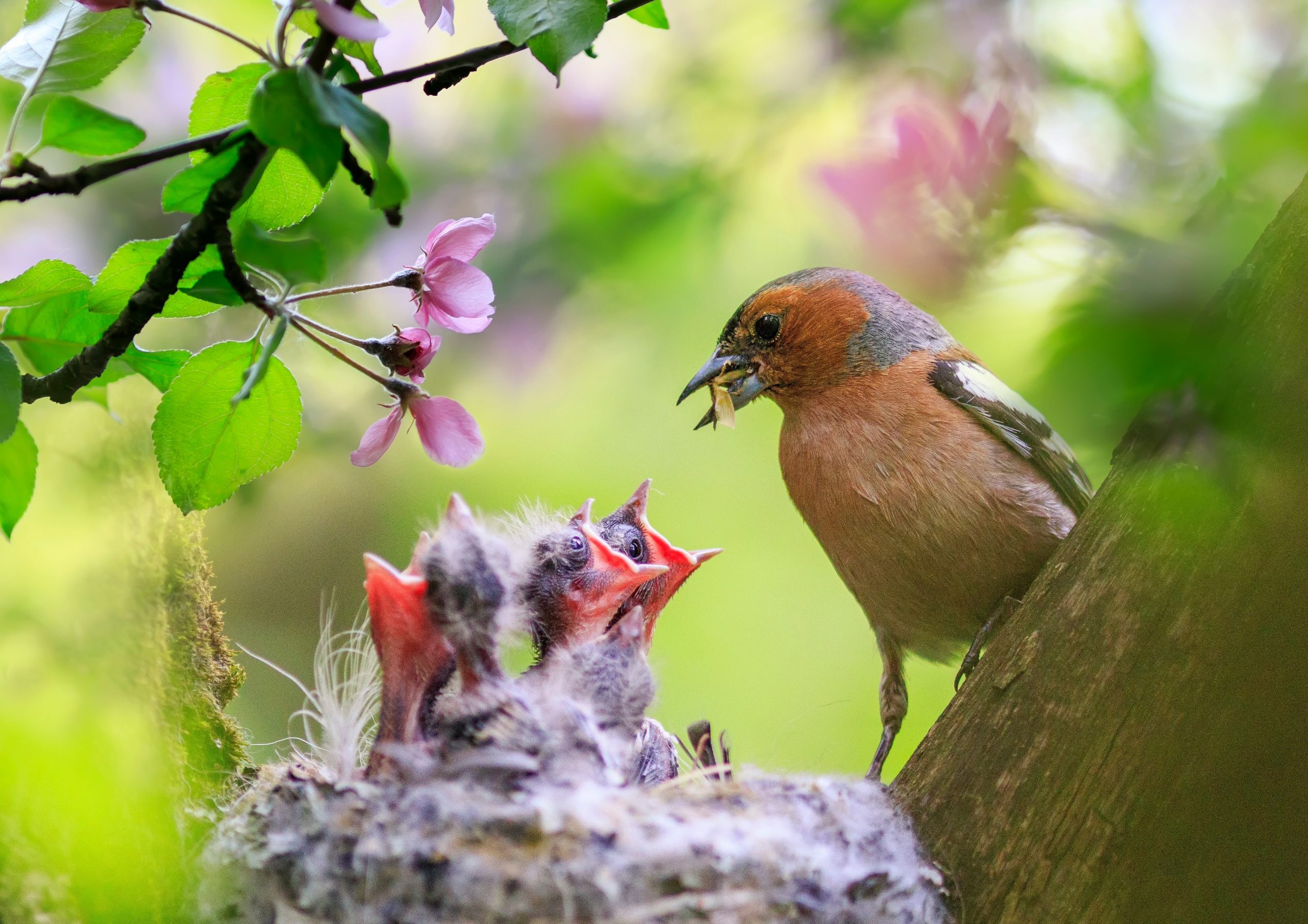 Songbirds abandon offspring early, but it's for their own good - Earth.com