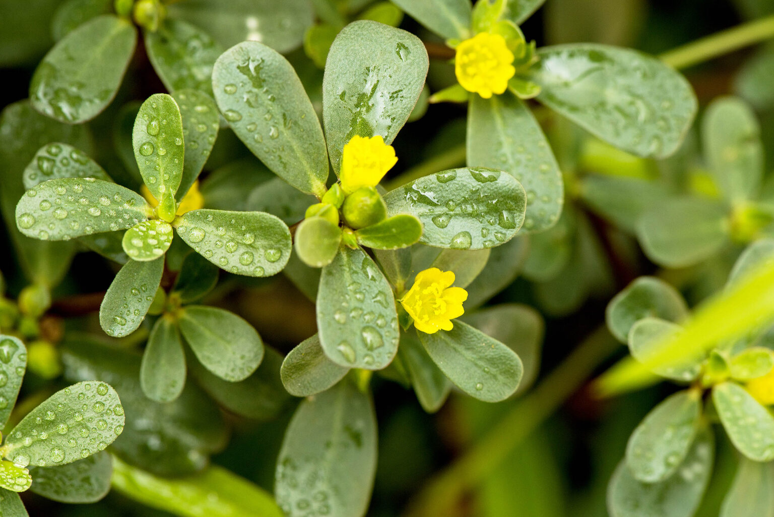 10 Surprising Purslane Benefits - Earth.com - Earthpedia