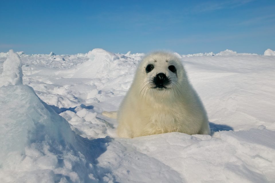 Animals in cold climates are facing a higher risk of disease outbreaks ...