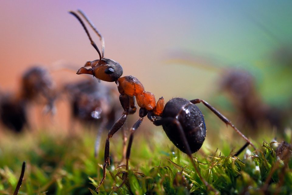 Ants swallow their own acid to avoid getting sick • Earth.com