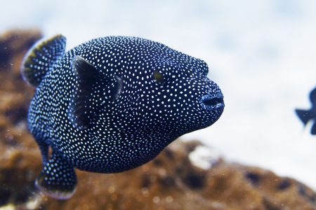Where Do Pufferfish Live? - Earth.com - Earthpedia