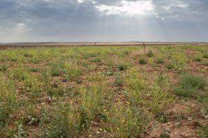 Understanding The Importance Of Arable Land - Earth.com - Earthpedia