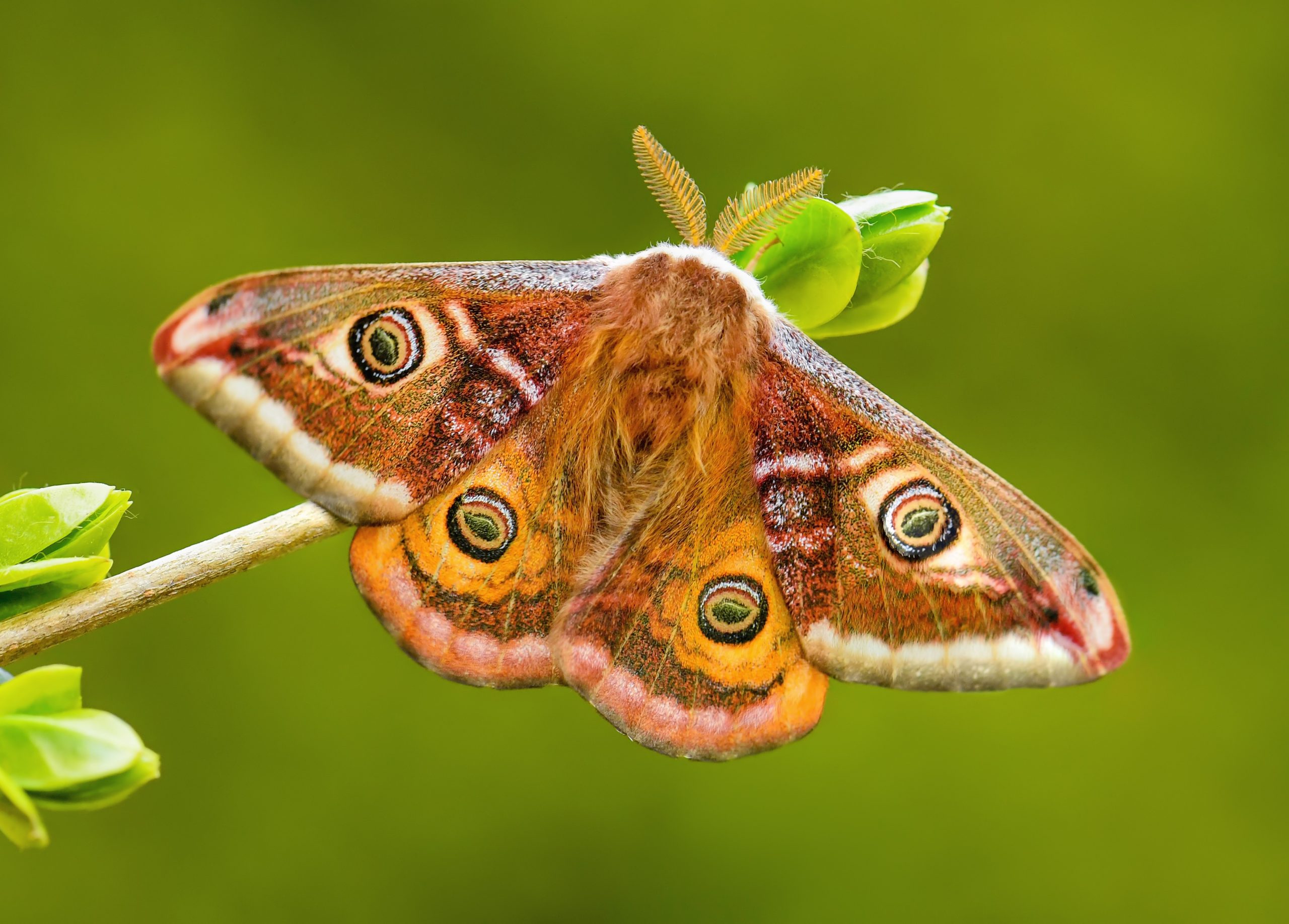 Tiny moth wings absorb big sounds to evade predators - Earth.com