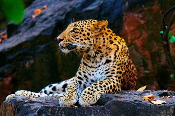 How animals got their complex color patterns • Earth.com