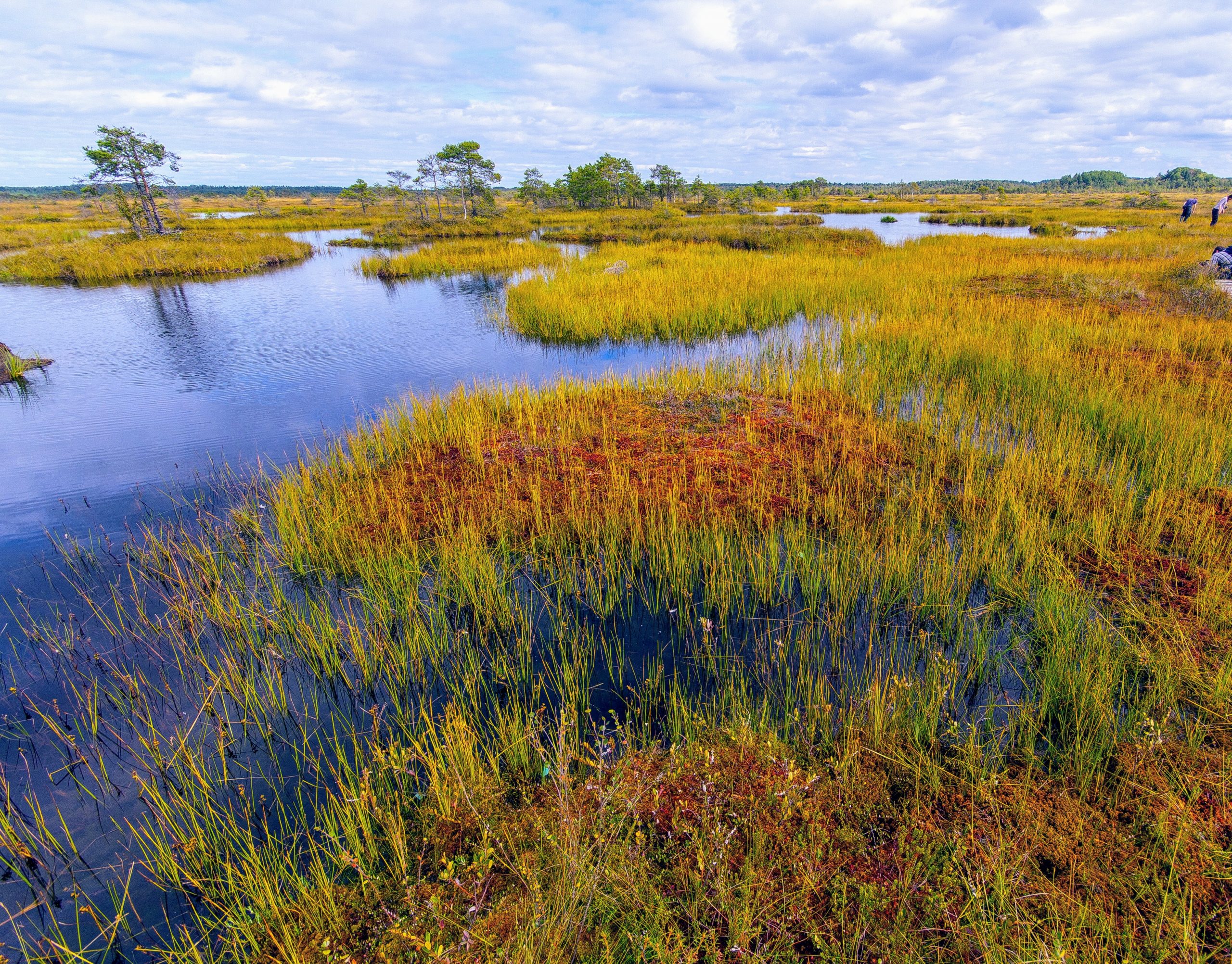 Peatlands could release more than 100 billion tons of carbon this ...