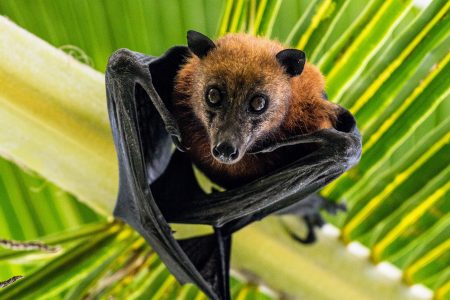 Nearly all native Japanese bats are endangered • Earth.com