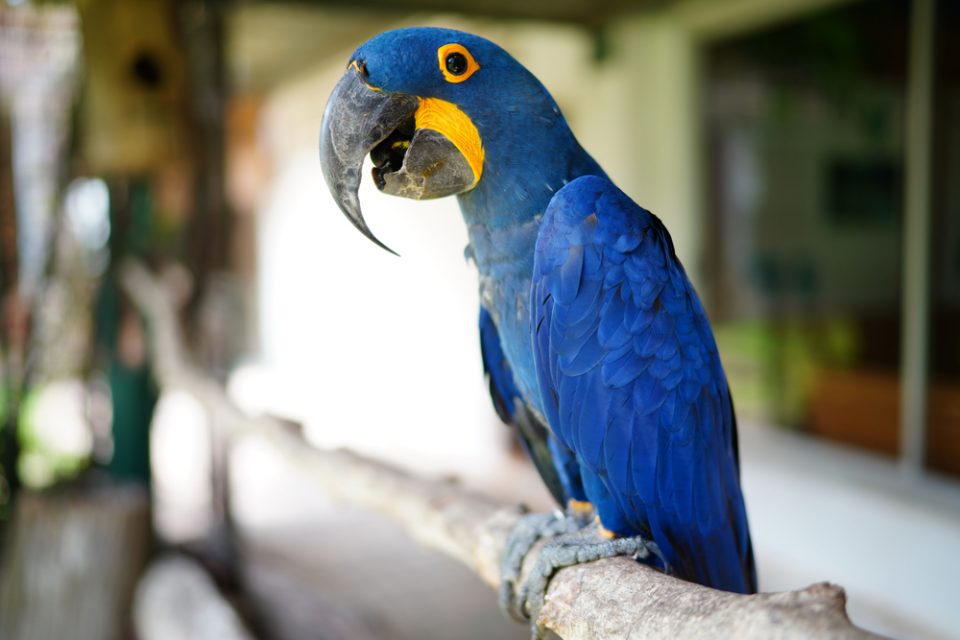 Is the Blue Macaw Extinct? Not Yet! - Earth.com - Earthpedia