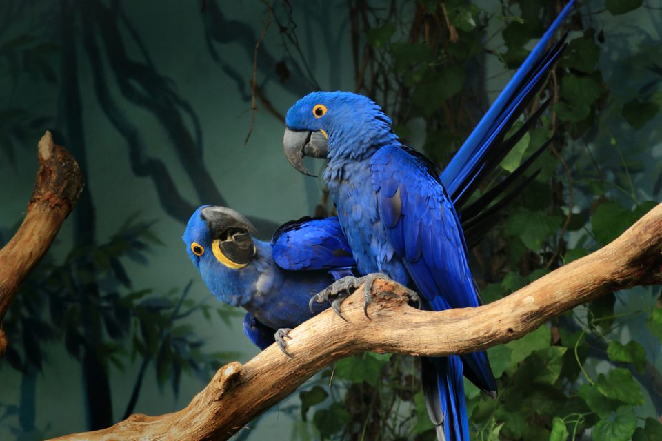 Is the Blue Macaw Extinct? Not Yet! - Earth.com - Earthpedia