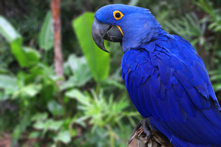 Is the Blue Macaw Extinct? Not Yet! - Earth.com - Earthpedia
