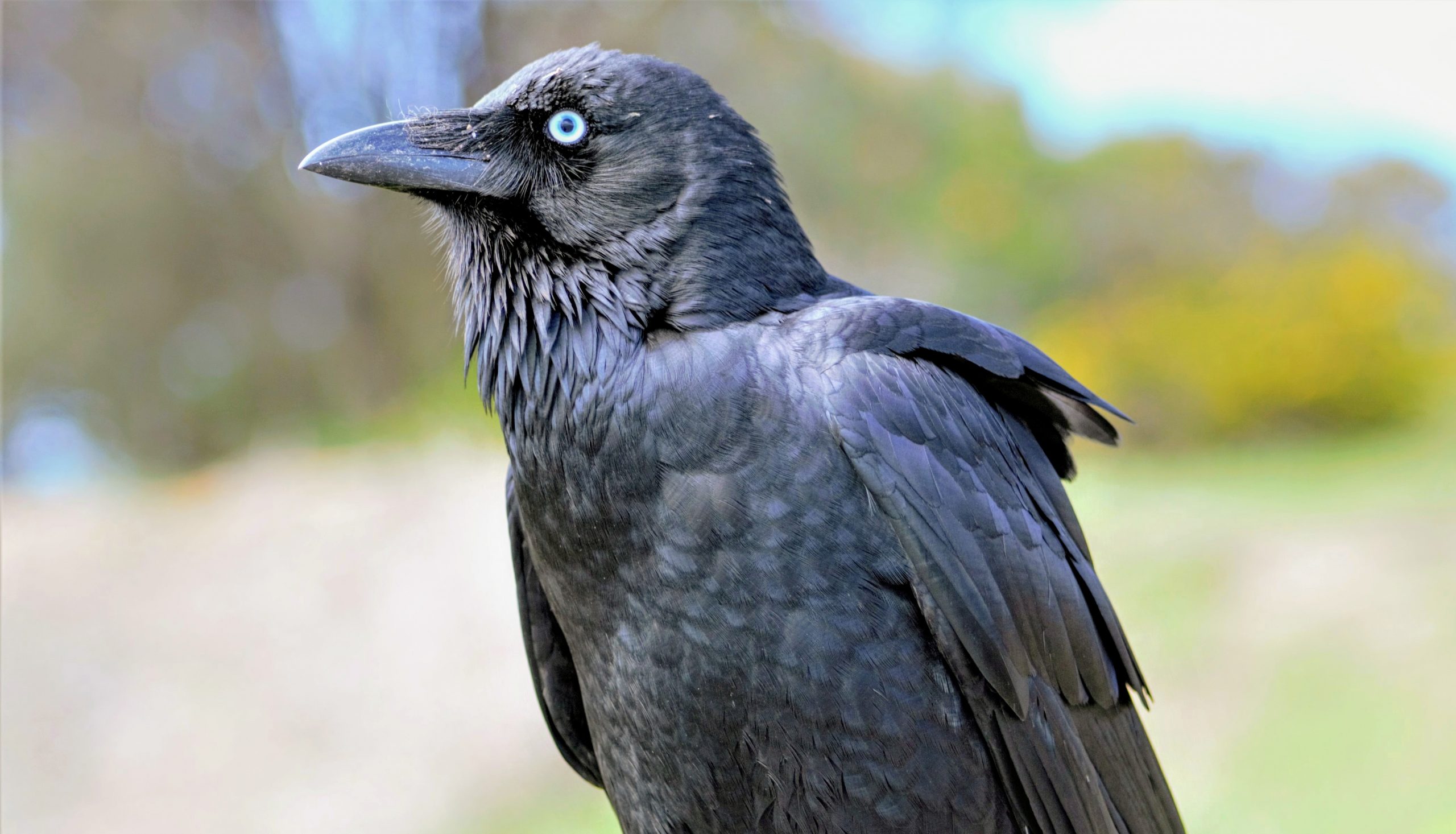 Ravens have sophisticated cognitive skills at four months old - Earth.com