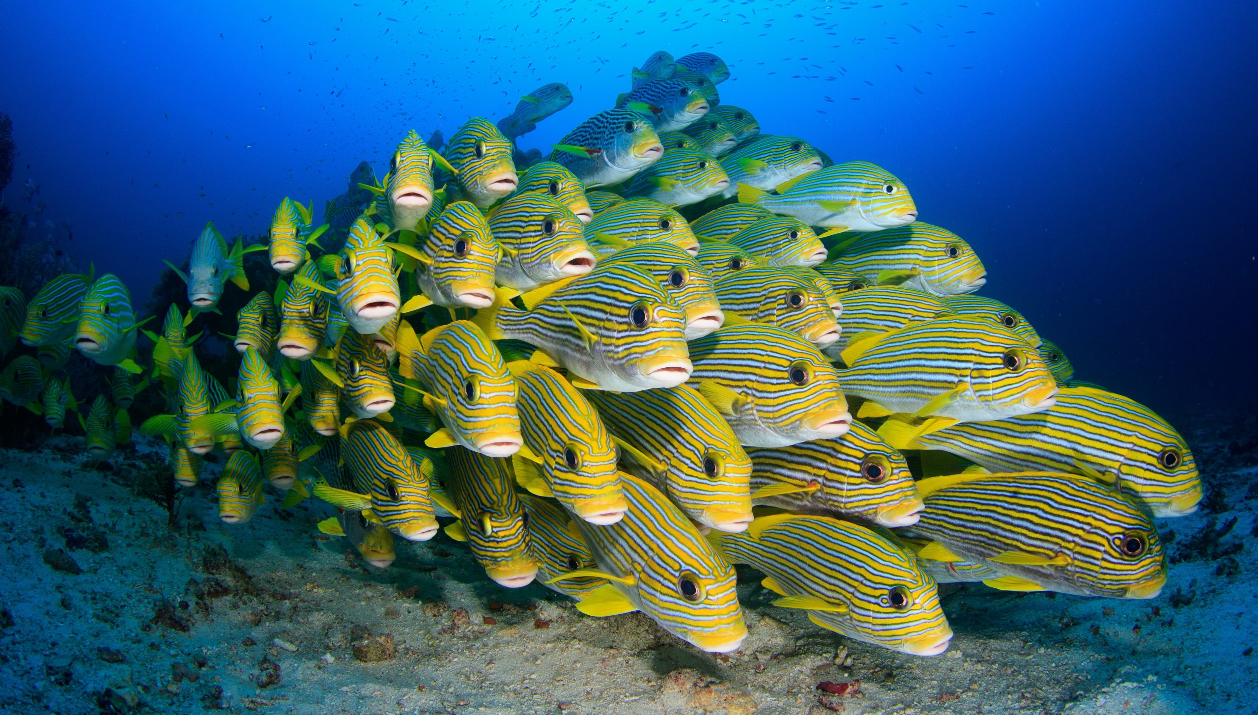 Proactively planning for climate change can protect fish and fisheries ...