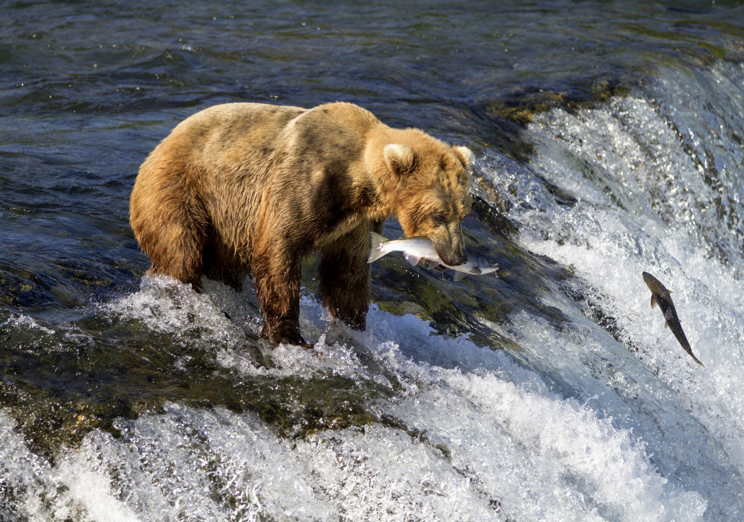 Indigenous fishing practices are needed to revive salmon fisheries ...