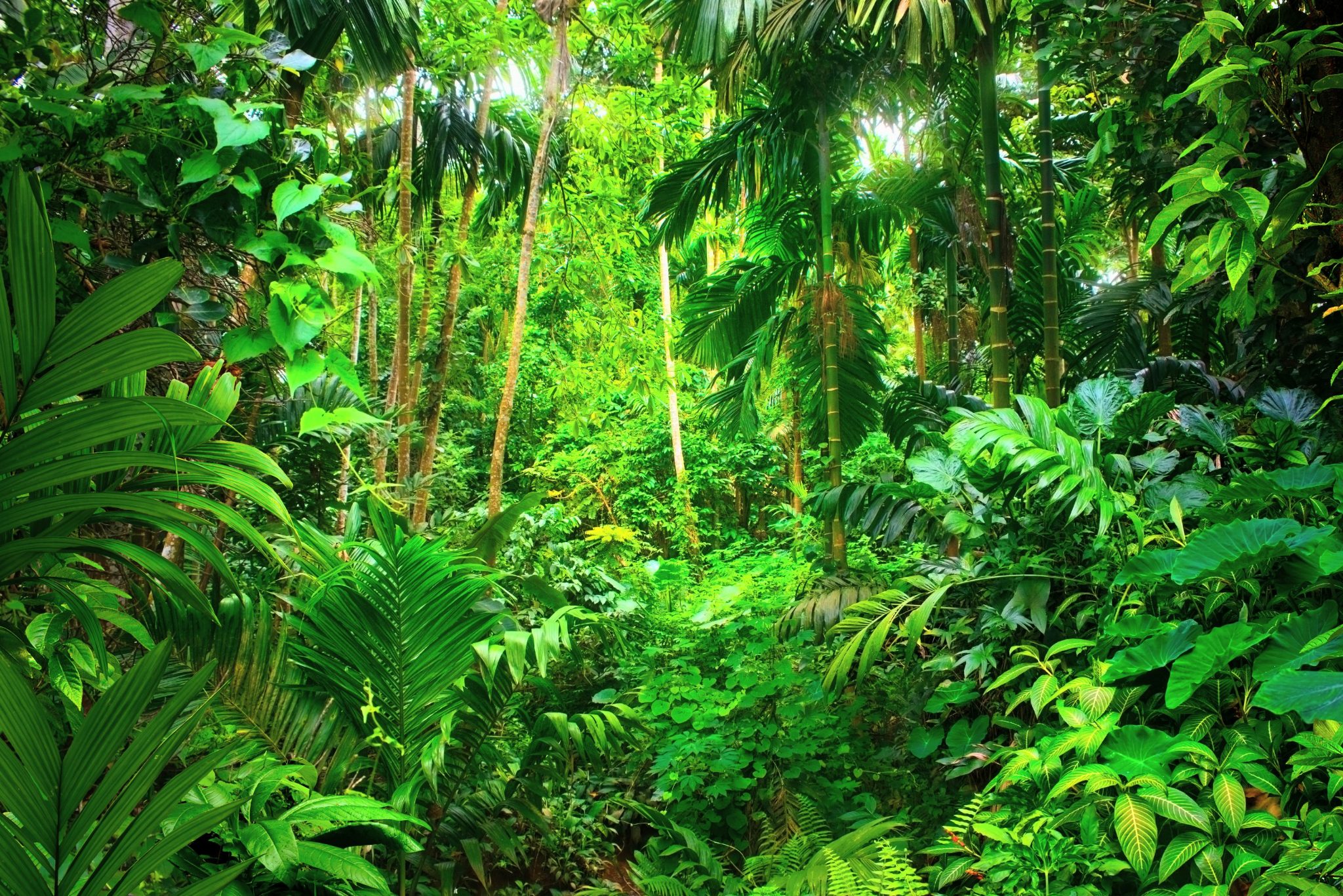 Tropical trees die younger in hot temperatures • Earth.com