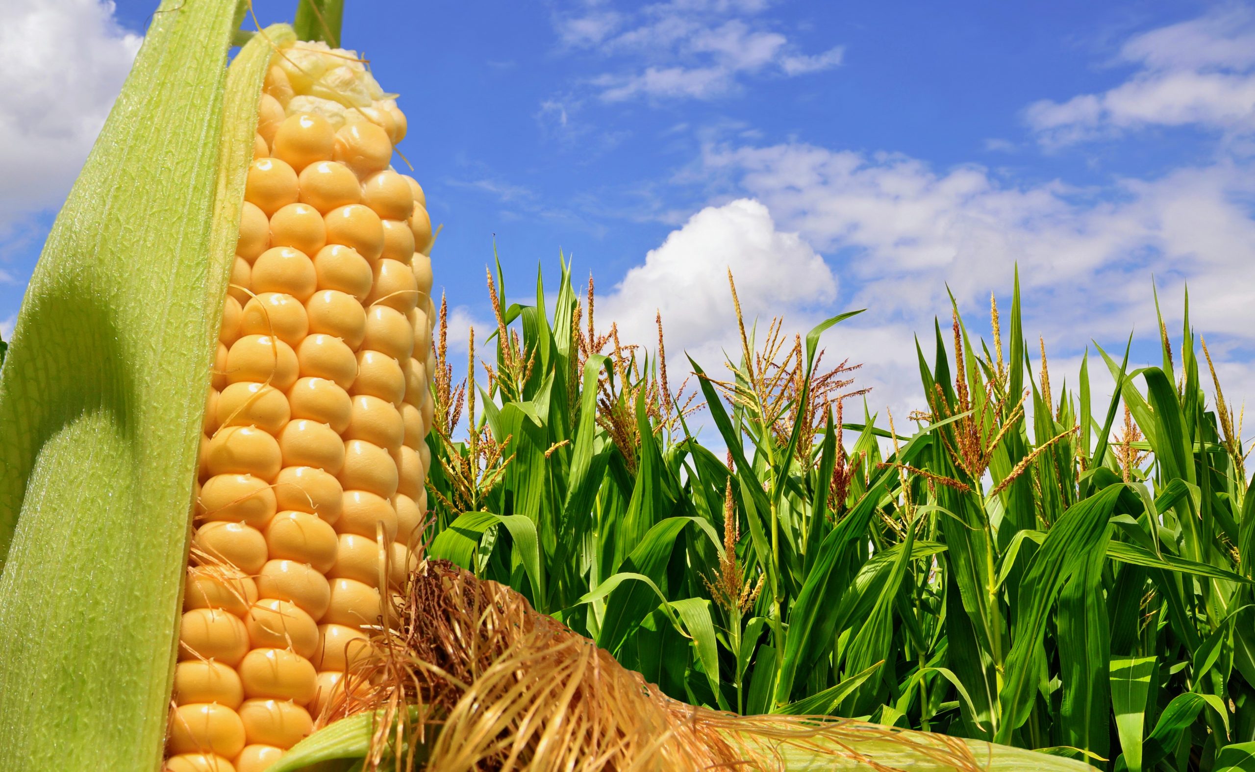 Scientists use genomic testing to trace the history of corn - Earth.com