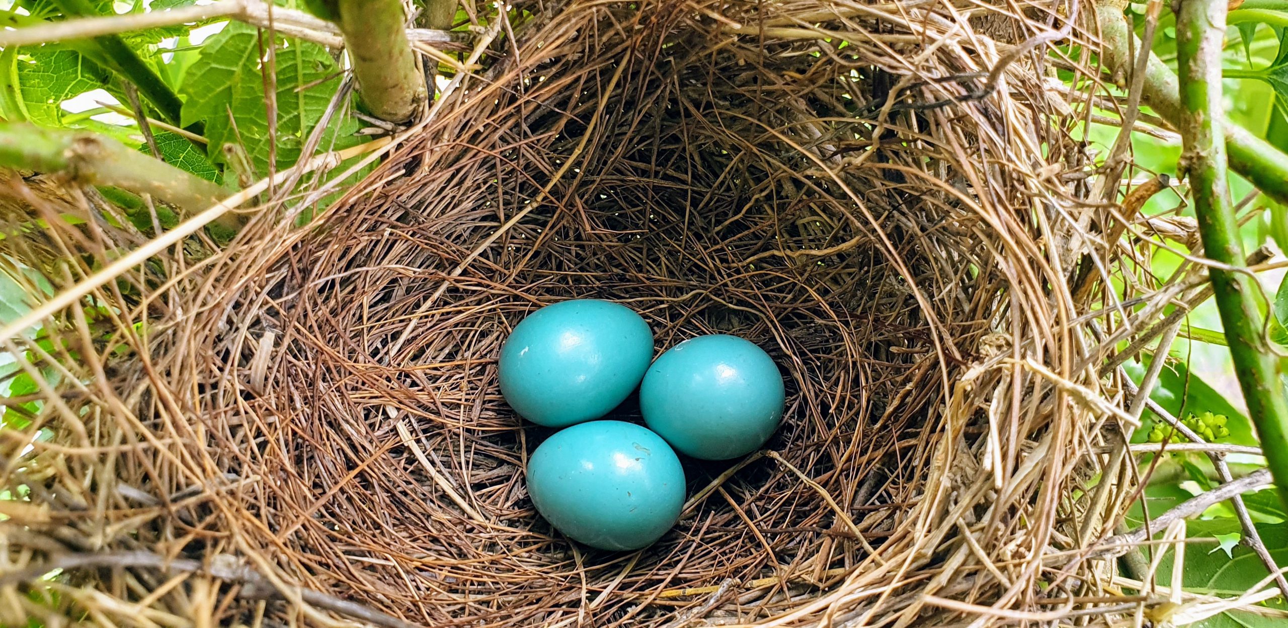 Babbler birds are shifting their behavior in the wrong direction ...