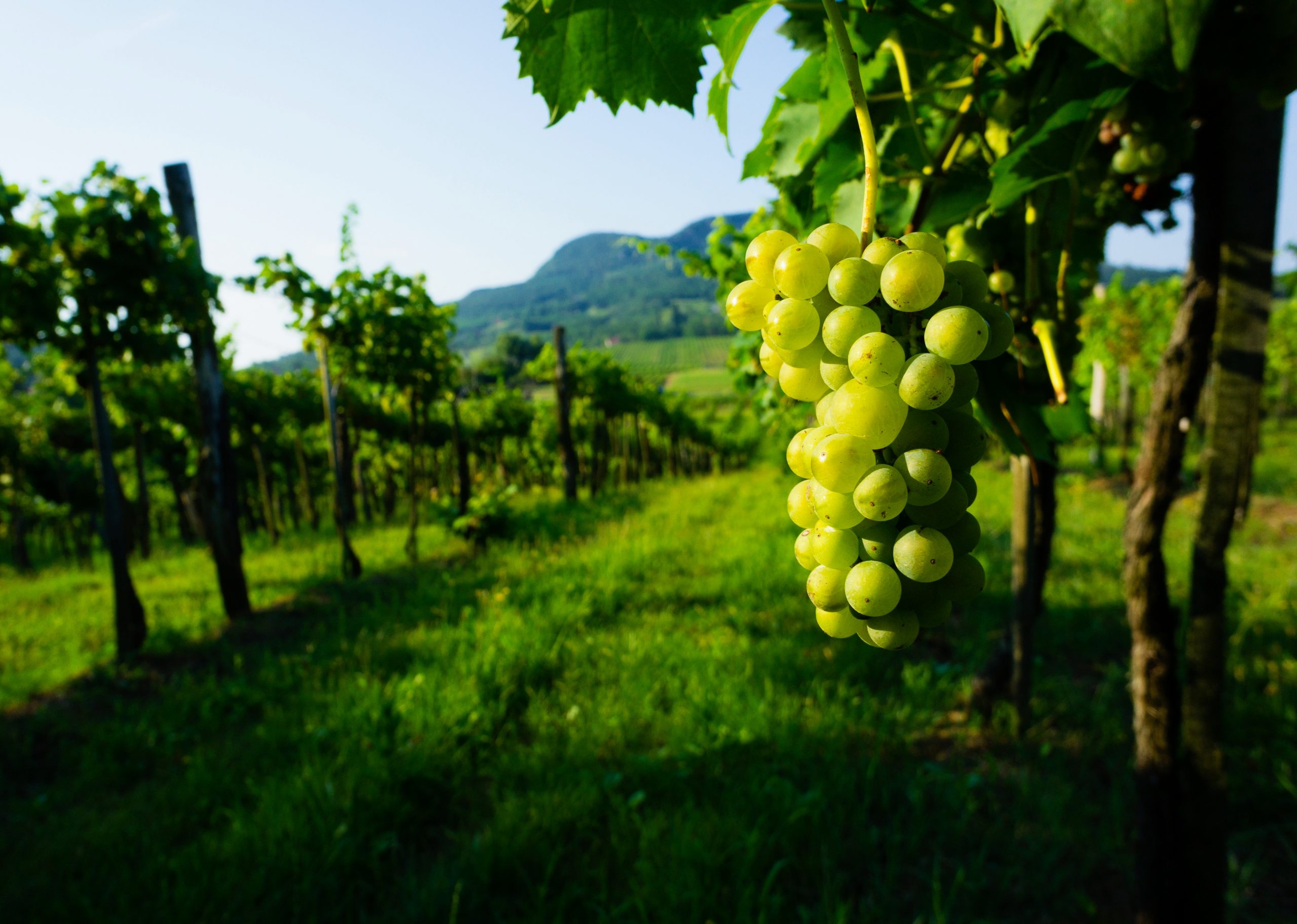 Wine grapes in dry regions have a strategy to conserve water - Earth.com