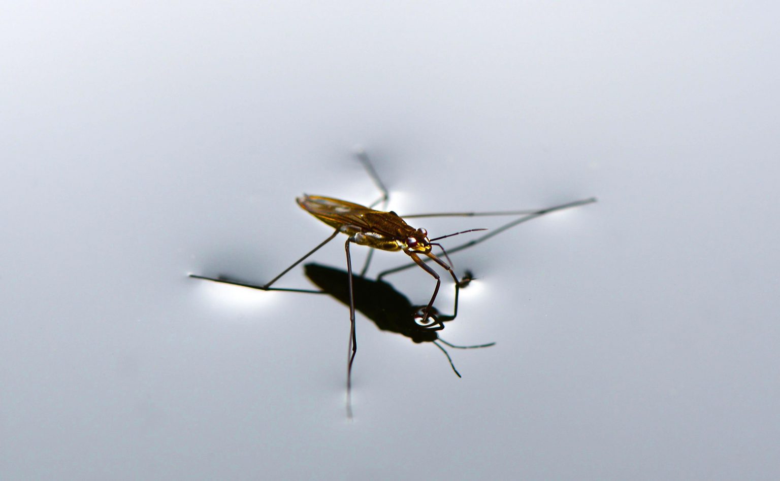 What Is a Giant Water Bug? - Earth.com - Earthpedia