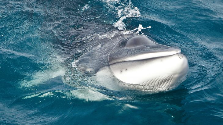 Acoustic observations reveal whale behavior in the Weddell Sea • Earth.com