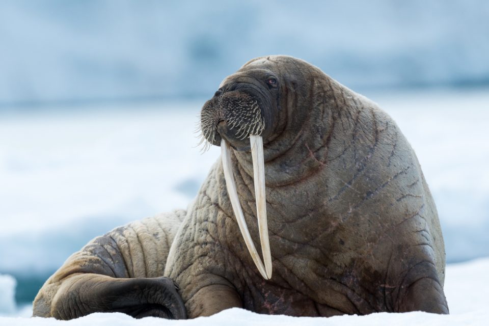 Is A Walrus A Mammal?? - Earth.com - Nature - Science - Life