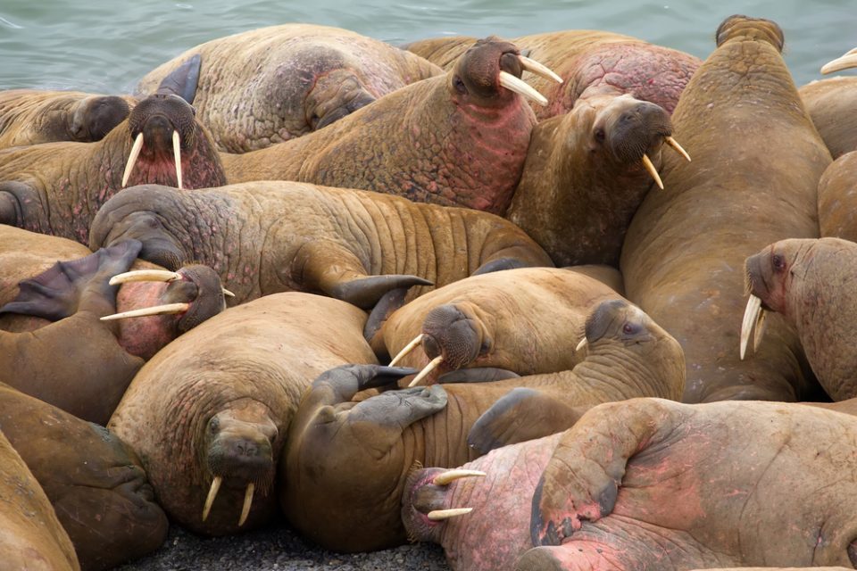 Is A Walrus A Mammal?? - Earth.com - Nature - Science - Life