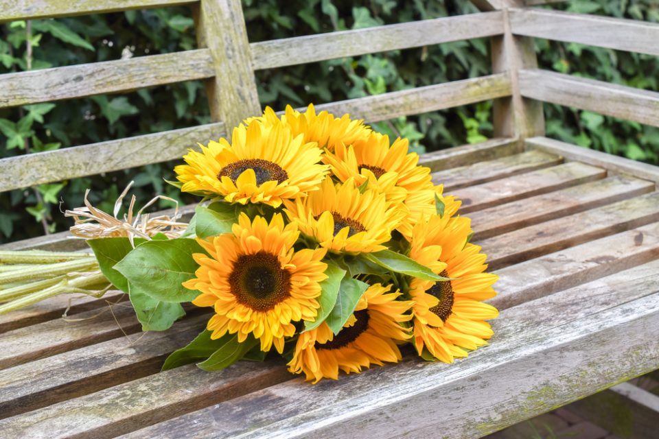 20+ Types of Thank You Flowers - Earth.com - Earthpedia