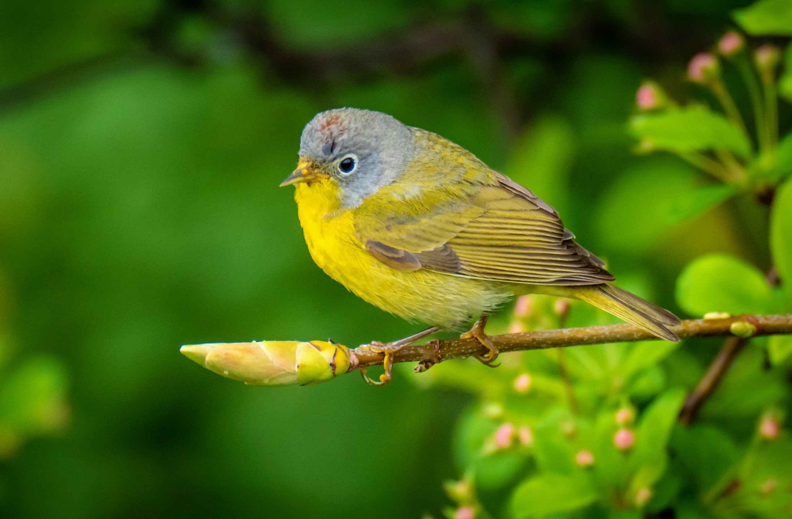 Shocking bird mortality event was caused by long-term starvation ...
