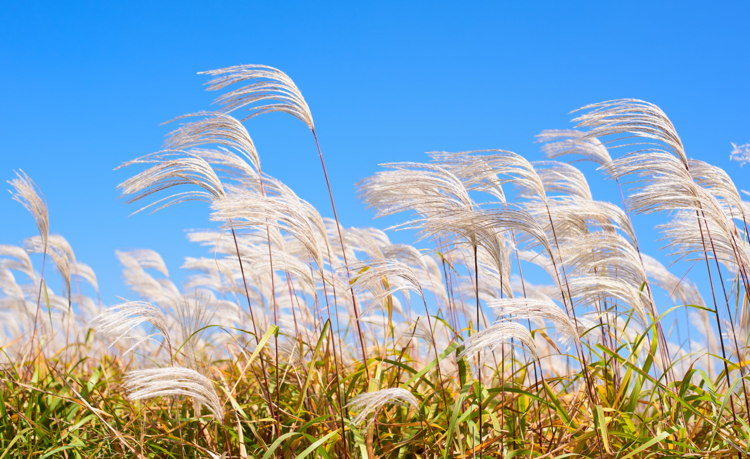 The westerly winds are changing, and the consequences are unknown ...