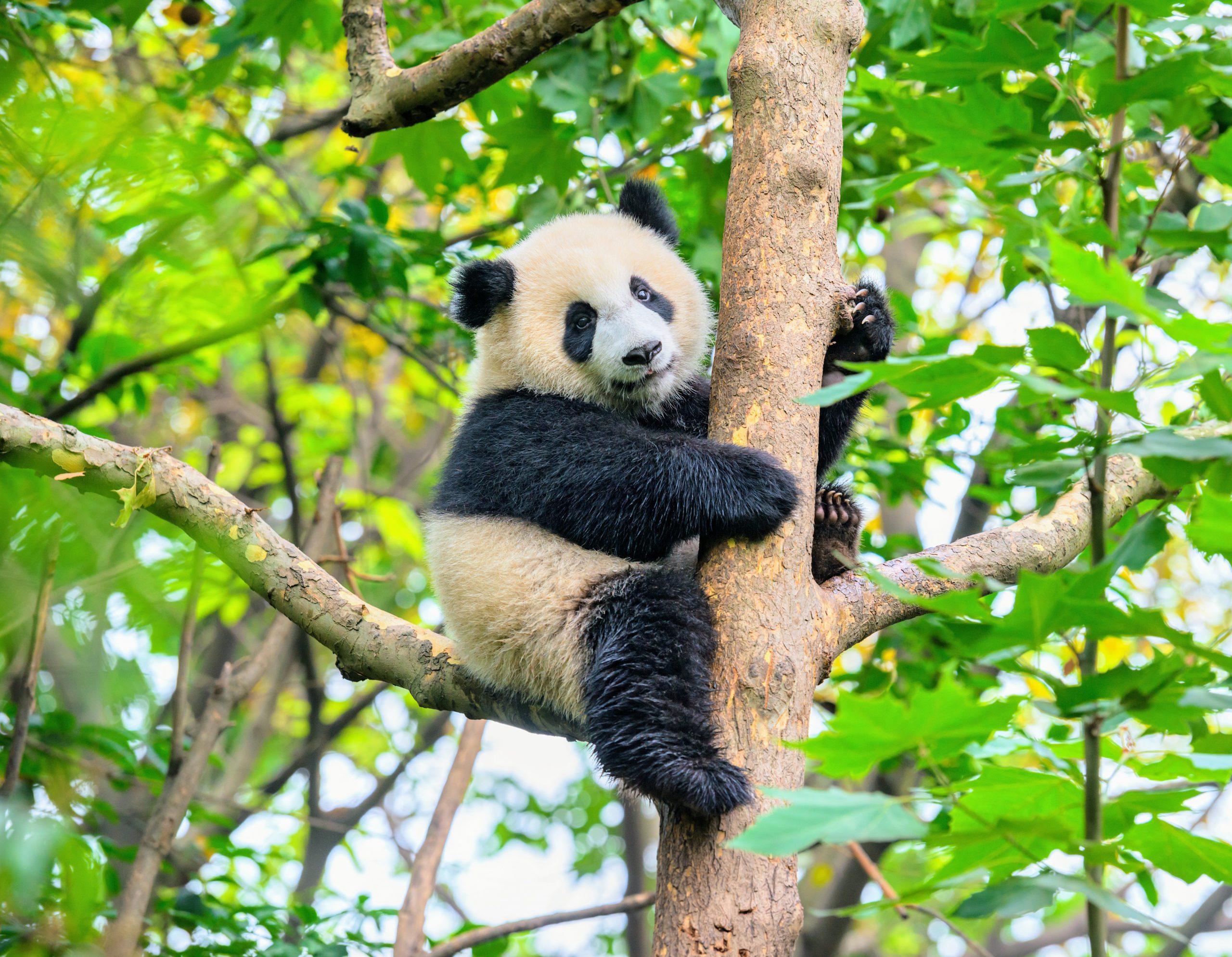 The Popularity Of Giant Pandas Does Not Protect Their Neighbors Earth