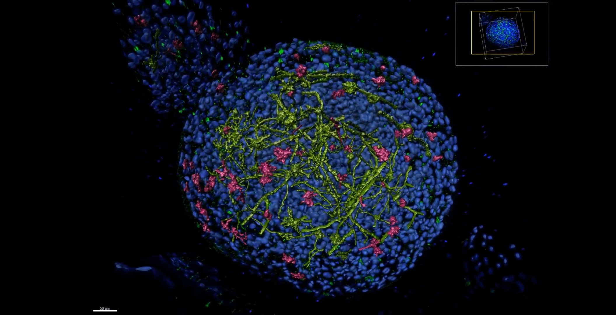 Looking inside of a mini-brain - Earth.com