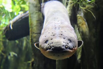 Electric eels found hunting in groups • Earth.com