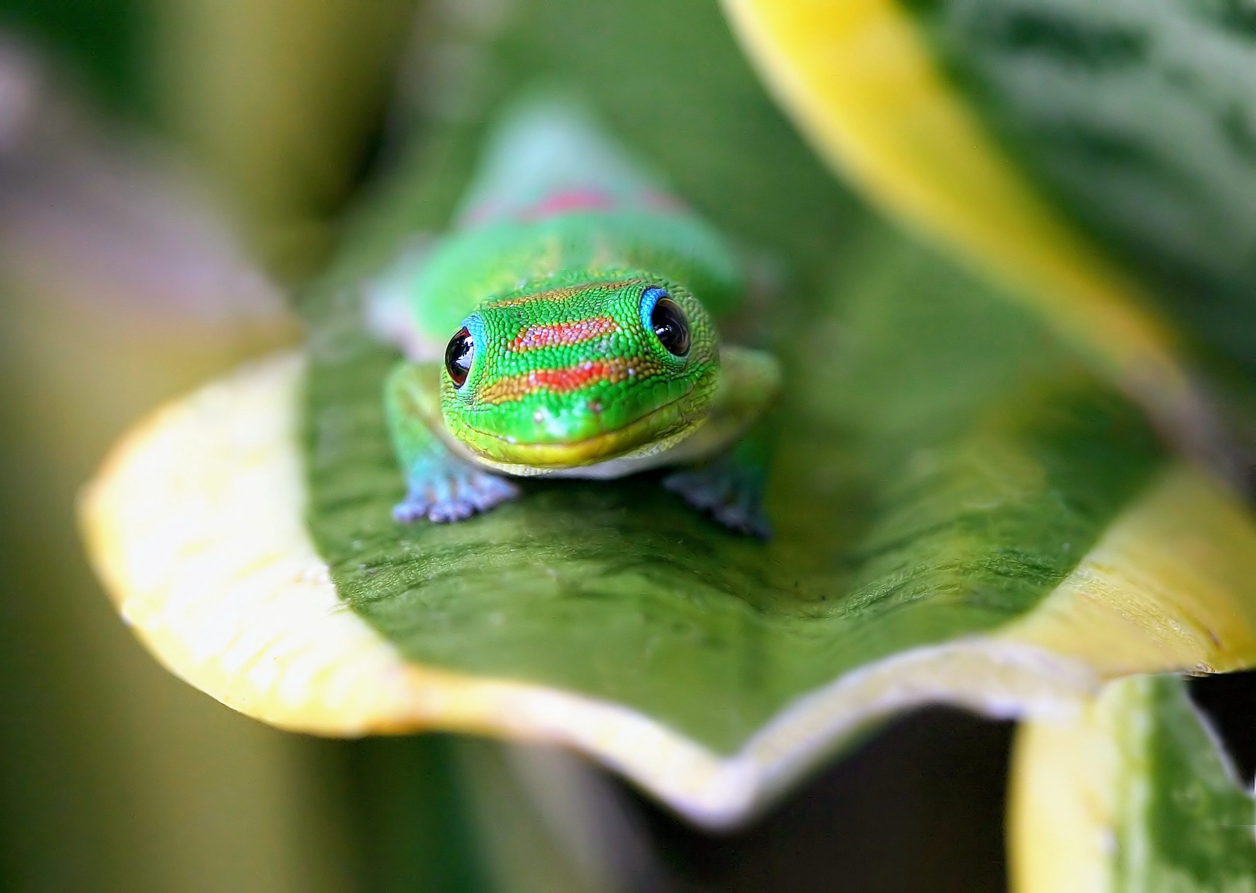 Isolation helps geckos become established in new areas - Earth.com
