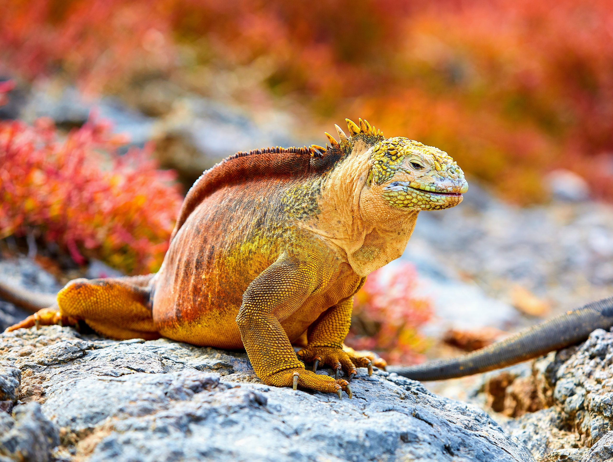 Northward winds support the wildlife of the Galápagos Islands - Earth.com