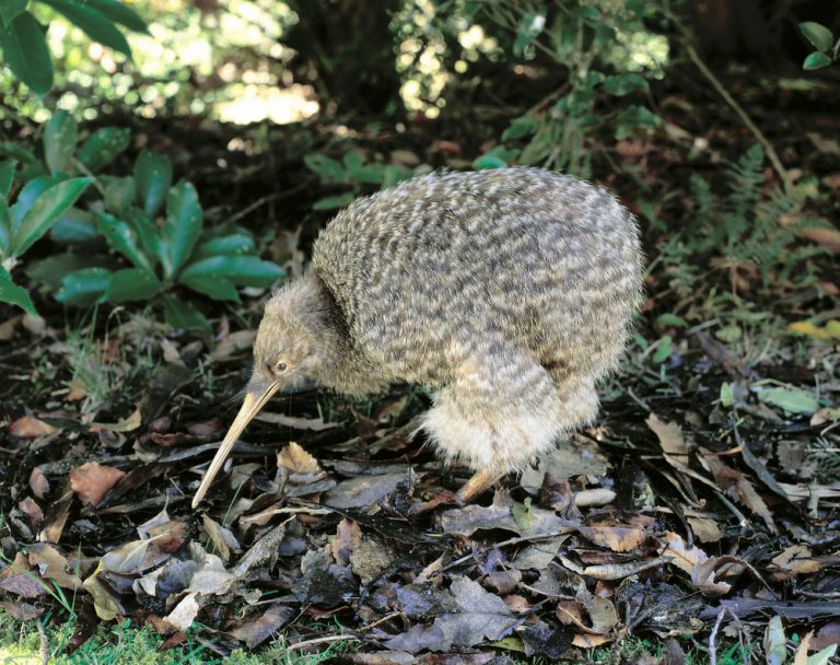 Save the Baby Kiwi Birds! - Earth.com - Earthpedia