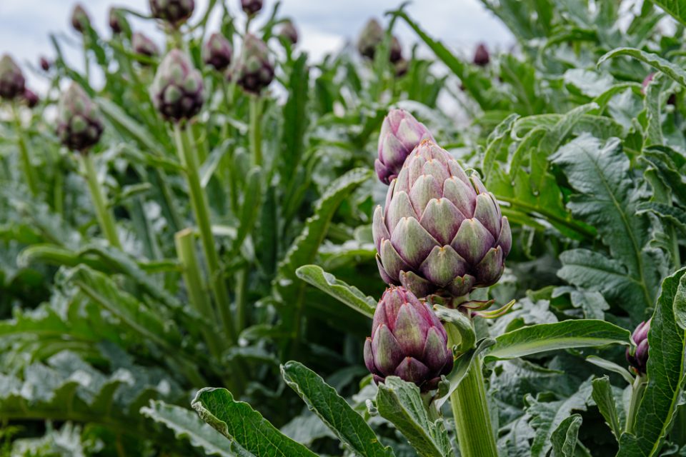 Guide to Perennial Vegetables for a Home Greenhouse - Earth.com