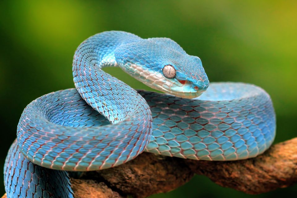 Snakes depend on their sex chromosomes for survival • Earth.com