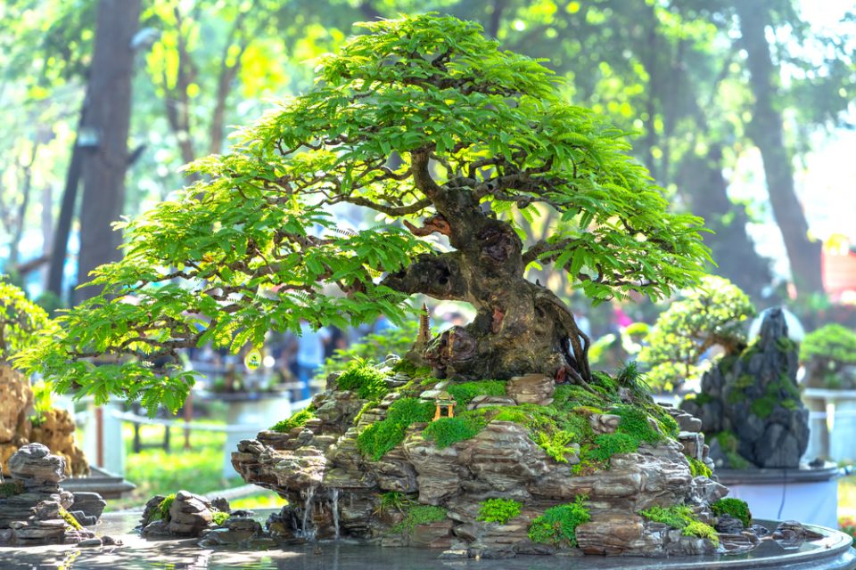 What is the Chinese Art of Penjing? (It's Not the Same as Bonsai ...