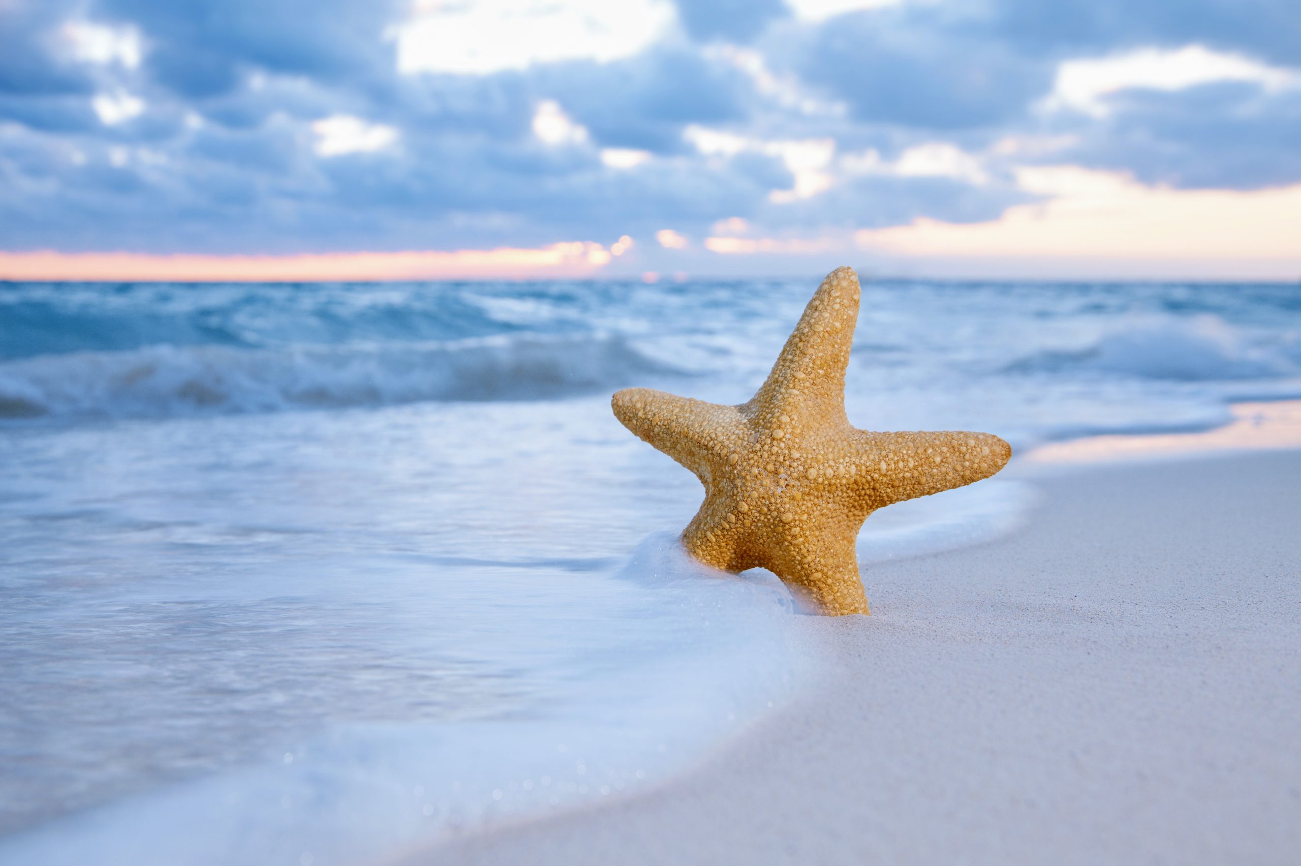 Fossil sheds new light on the evolution of starfish - Earth.com