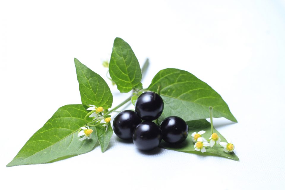Is Deadly Nightshade Really Deadly Misnomers Of The Botanical World