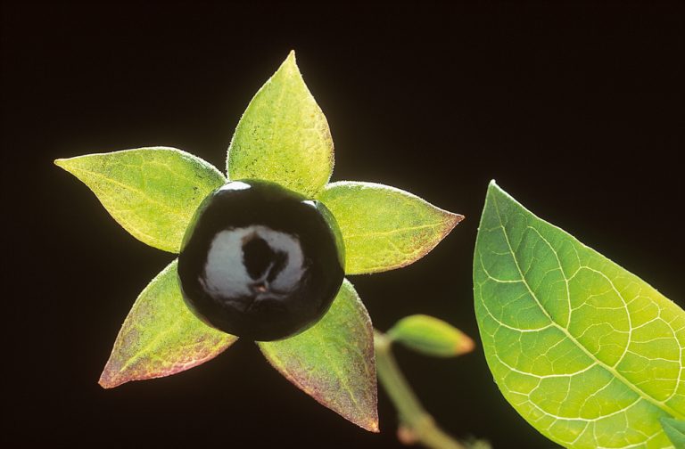 Is Deadly Nightshade Really Deadly? - Earth.com