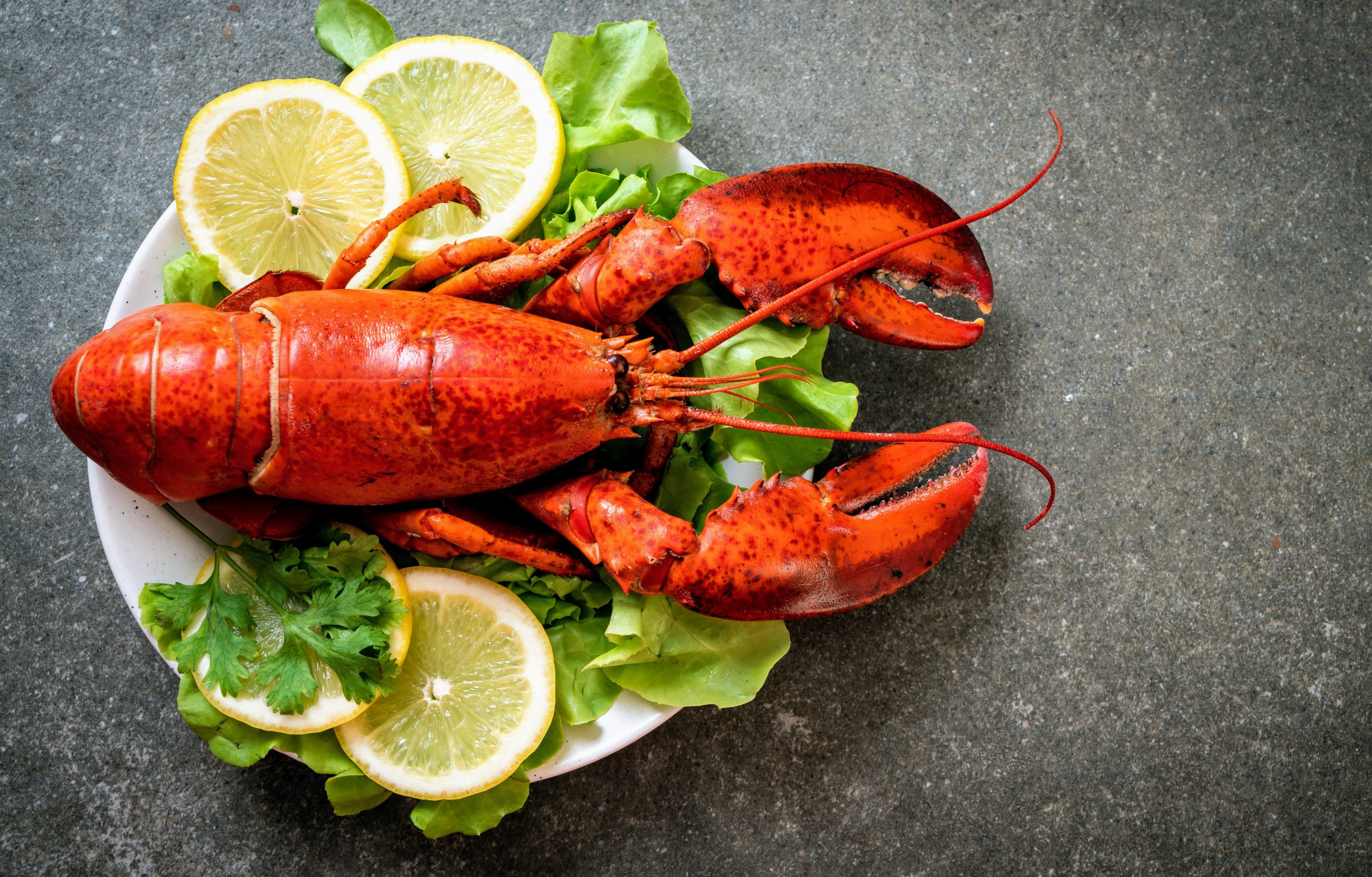 American lobsters face an uncertain fate - Earth.com