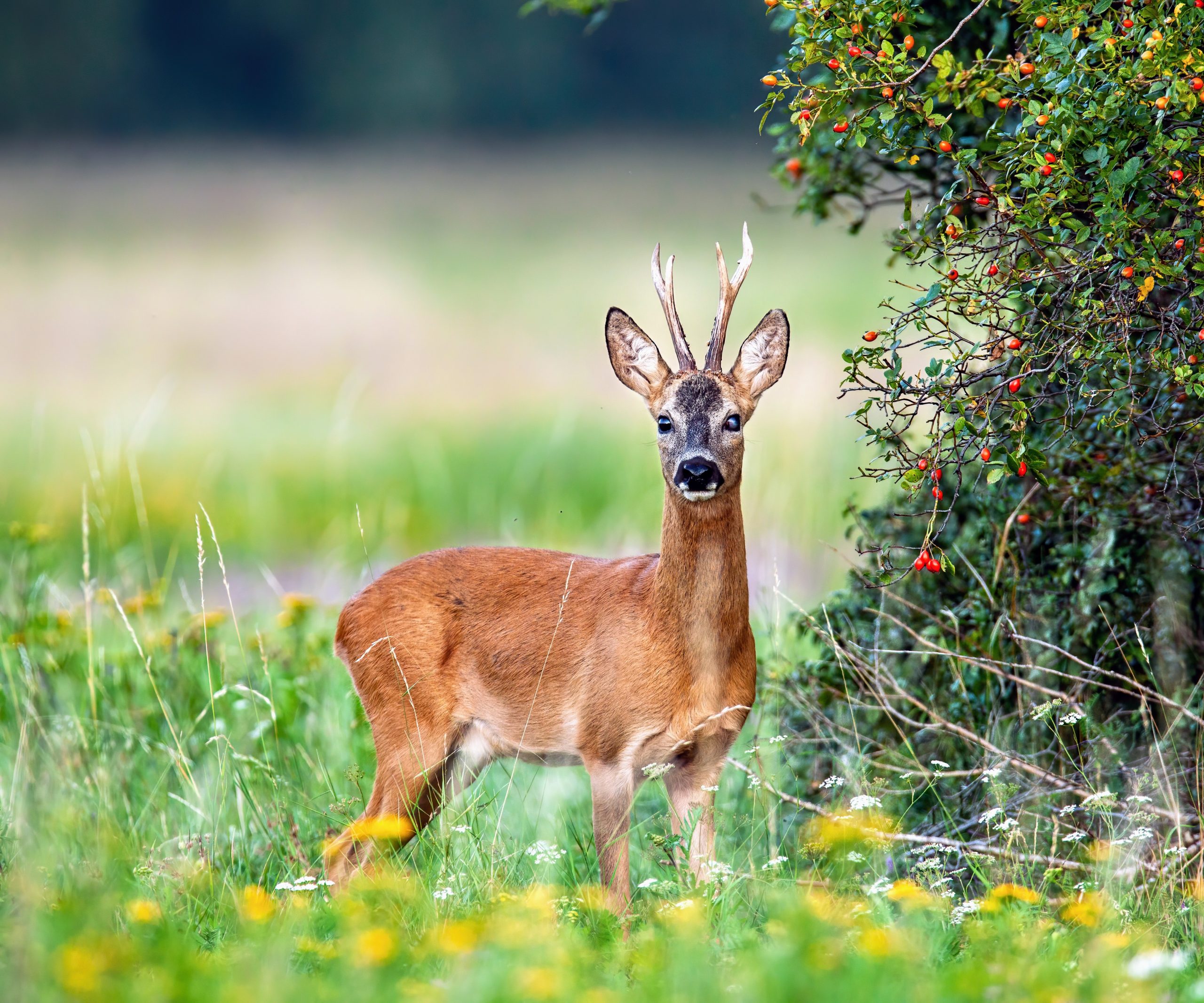 Tracking deer using only sound - Earth.com