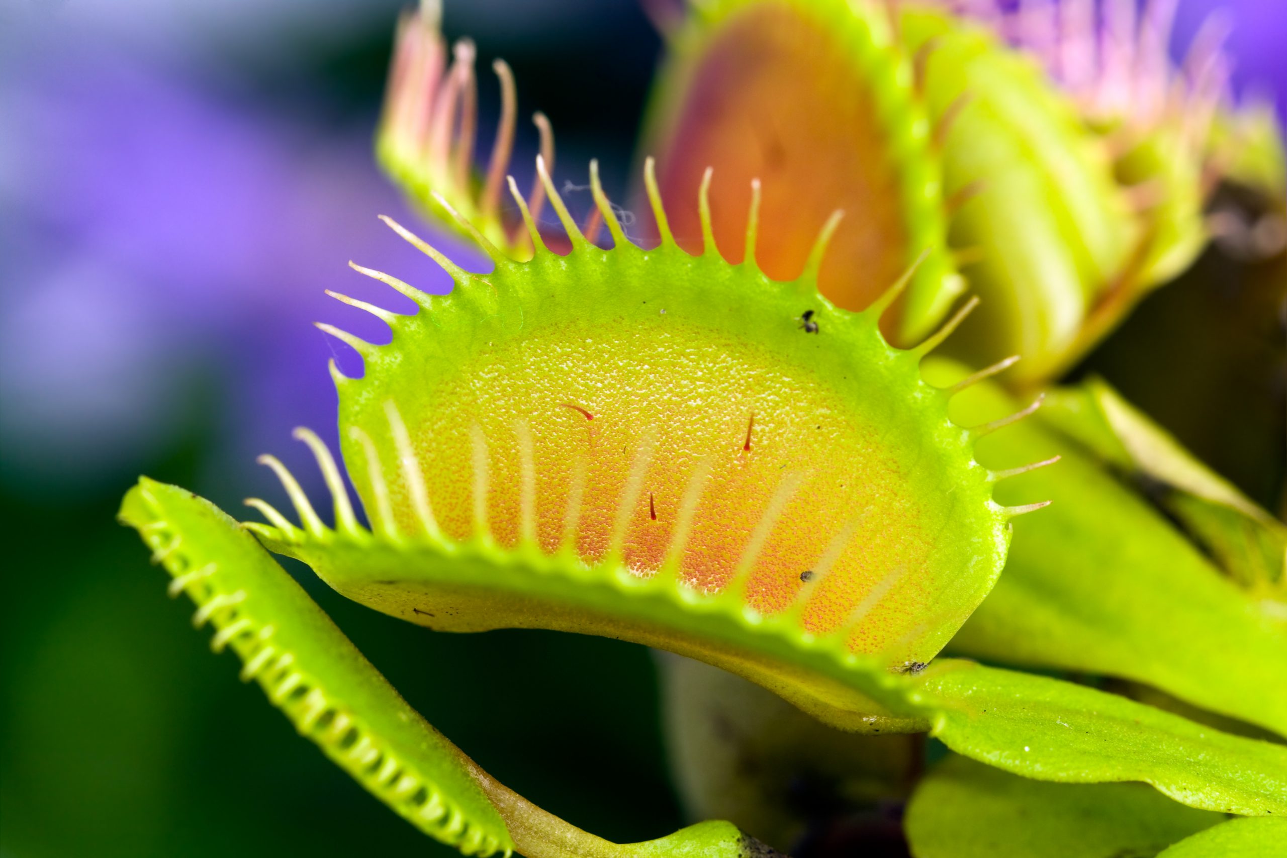 Venus Flytraps Produce Magnetic Fields