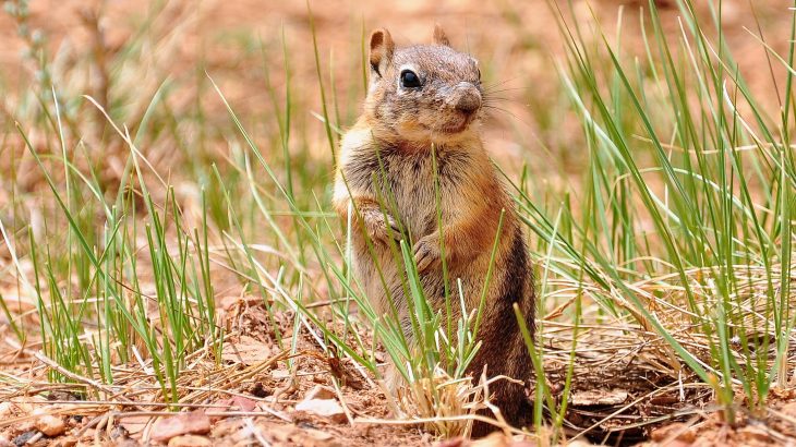 Burrowing animals in the Mojave Desert escape the heat of climate ...