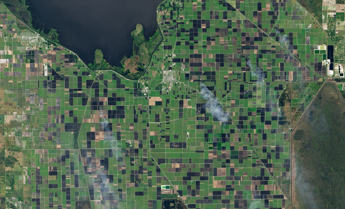 Sugar cane farms in Florida • Earth.com