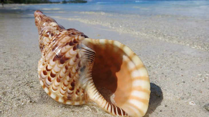 Conch shell horn played for the first time in 18,000 years • Earth.com